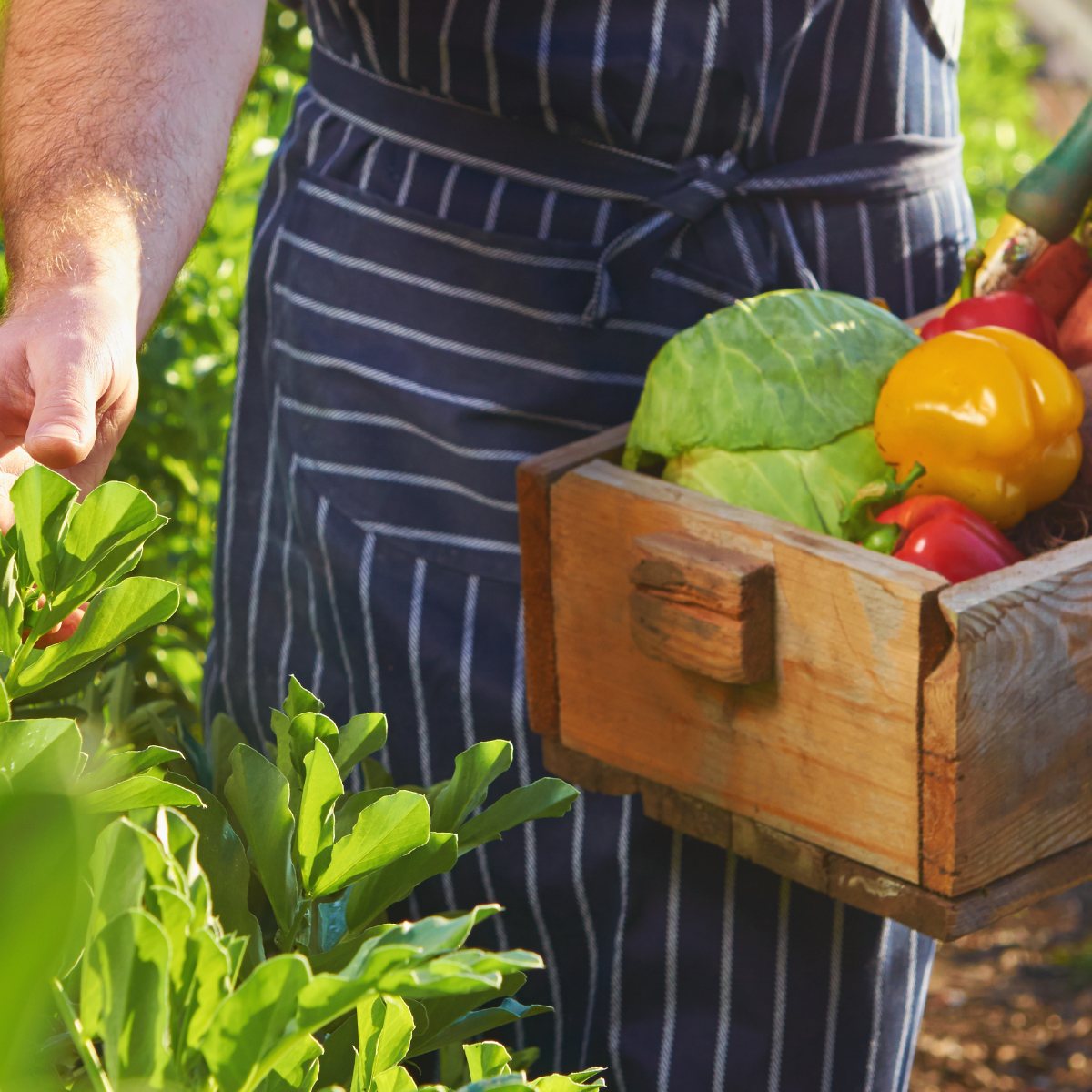 A Guide to Starting a Kitchen Garden at Your Restaurant - UltiUber Life